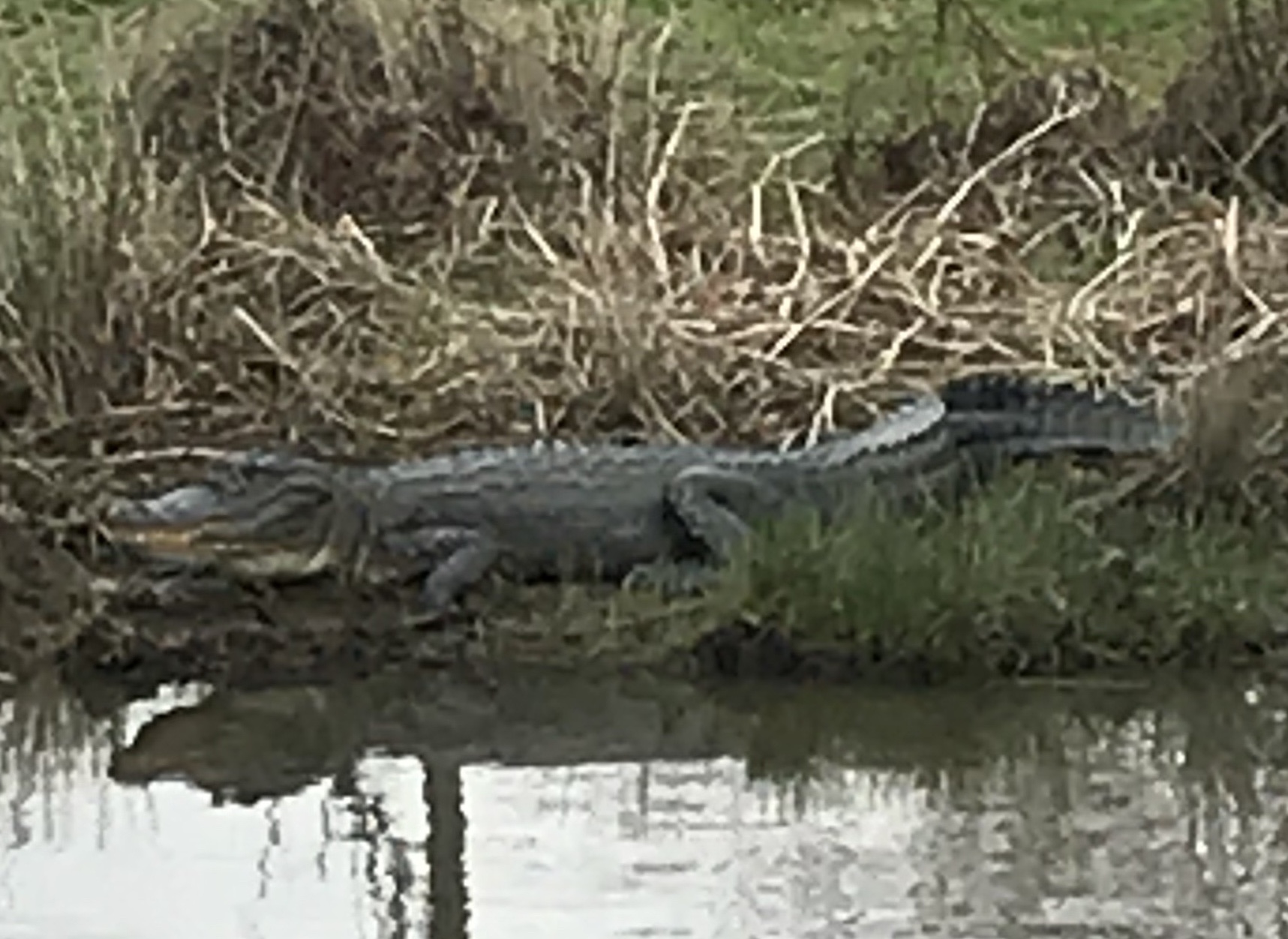 Gator